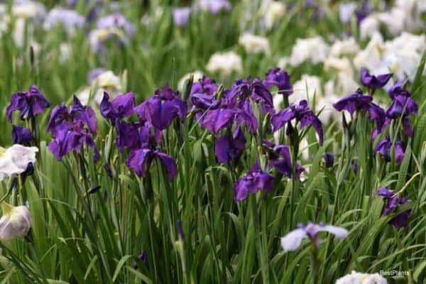 Growing The Hanashobu Iris aka Japanese Iris