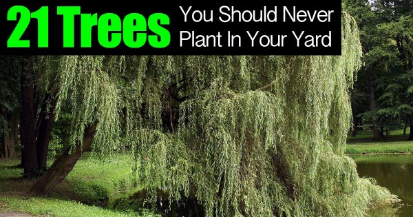 21 Trees You Should Never Plant In Your Yard