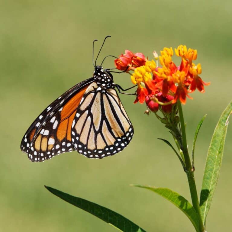 From Blah to Beautiful: Create a Butterfly Haven That Neighbors Will Envy