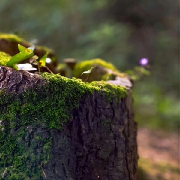 Tree Stump Revival: 10 Stunning Transformations That Will Make ...