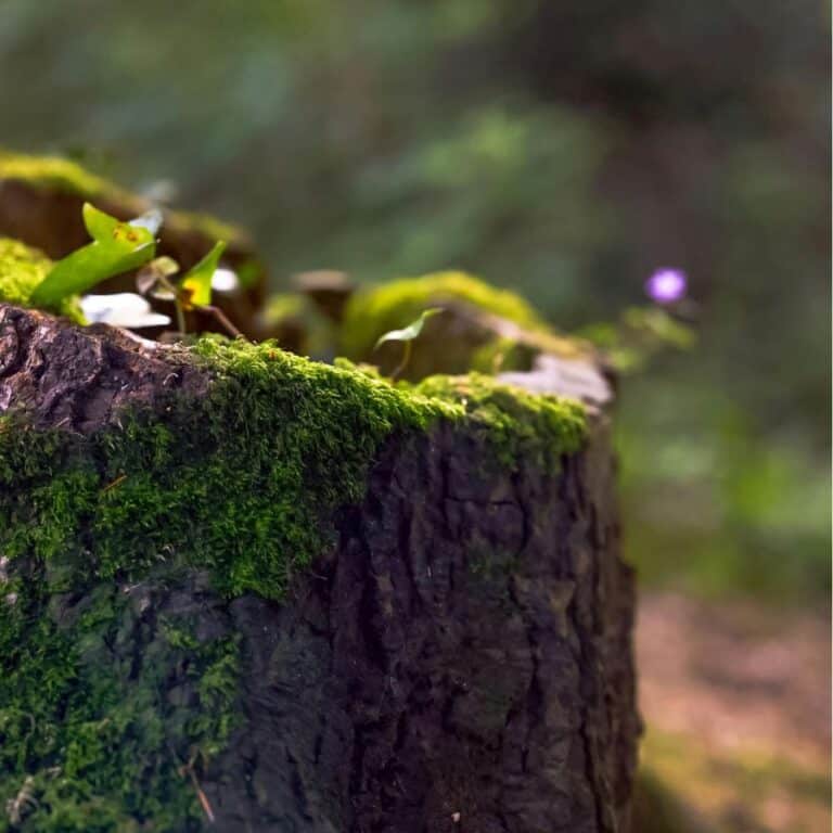 Tree Stump Revival: 10 Stunning Transformations That Will Make ...