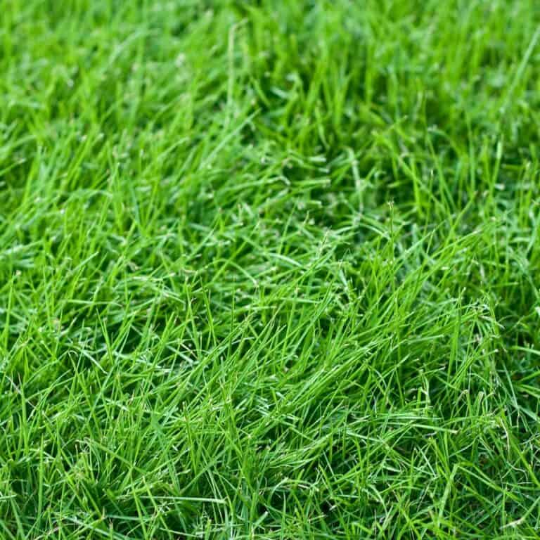From Dirt to Spectacular: The Ultimate Grass Seed Timeline No One Shares