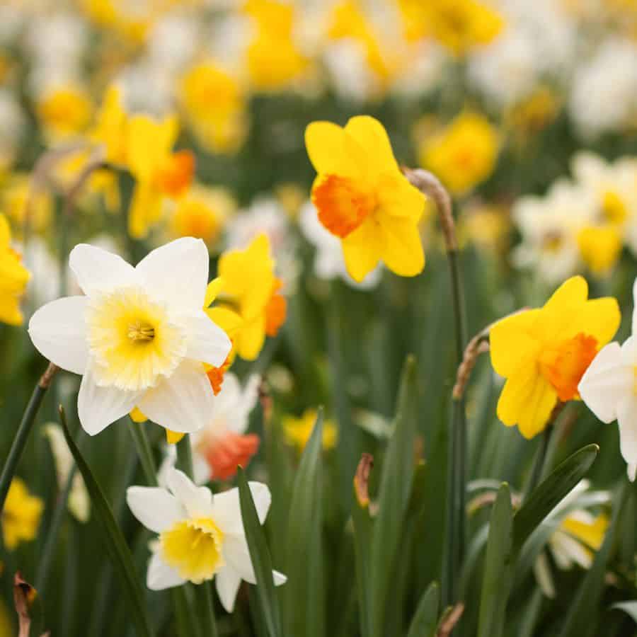 Nature's Rebels: 9 Flowers That Defy Winter and Bloom Ridiculously Early