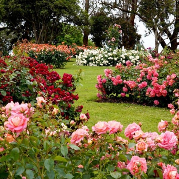 Your Roses Are STARVING: The Feeding Schedule That Creates Magic