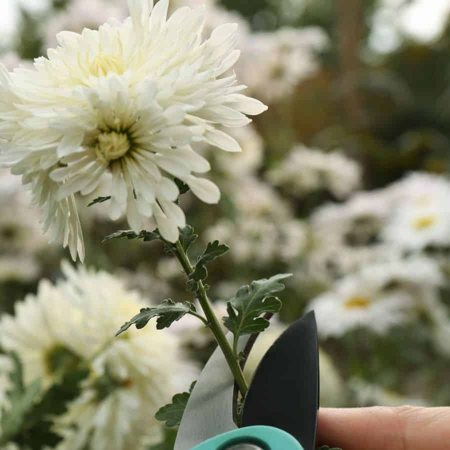 Are You Making This Deadly Mistake With Your Mums?