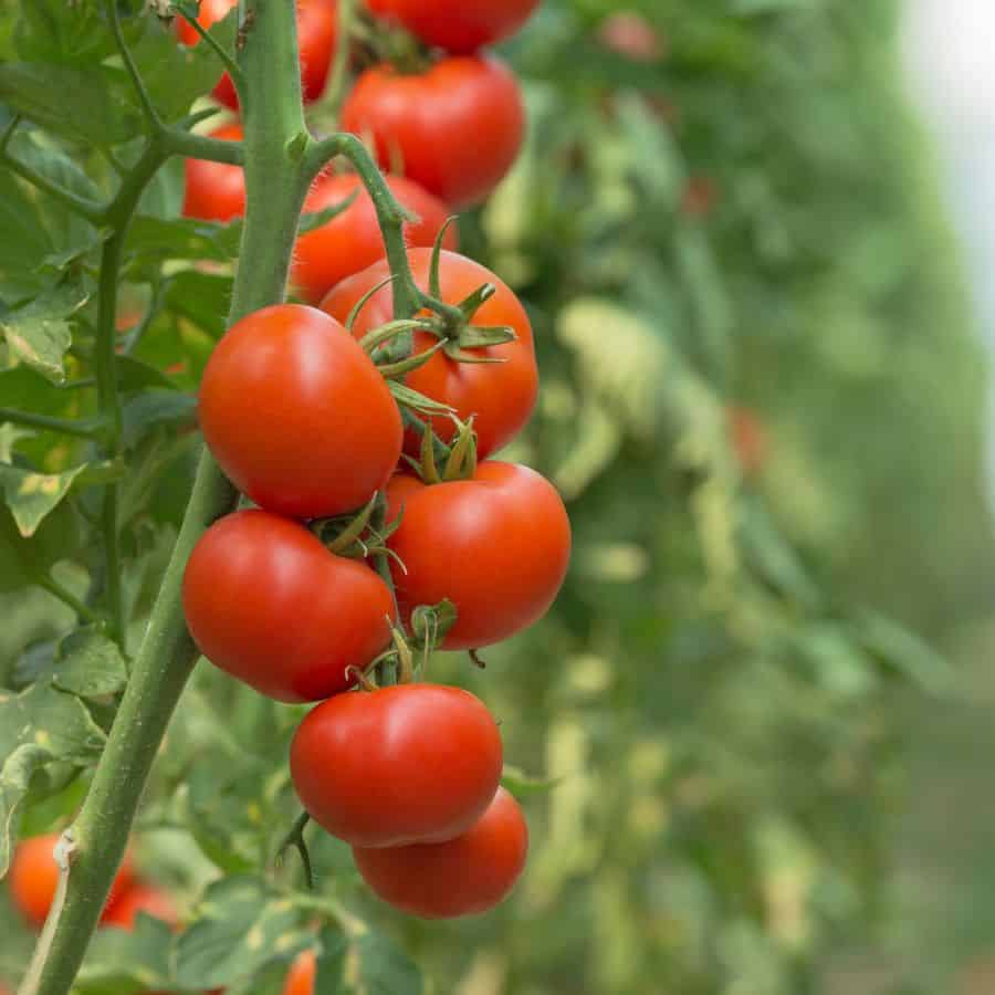 Save Your Tomatoes! The 10 Problems That Are Secretly Killing Your Crop
