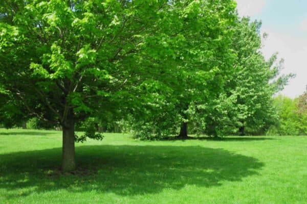Fast-Growing Shade Tree