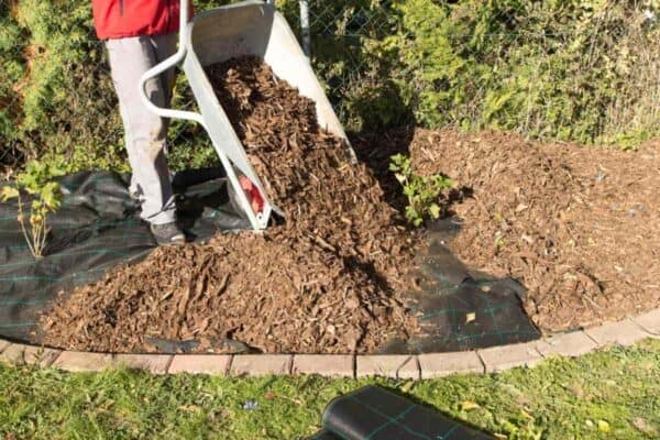 Organic Mulches, Some Disadvantages, Paper Mulch