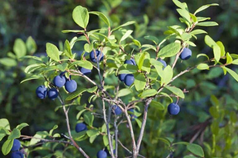 The Box Huckleberry: The Oldest Flowering Plant?