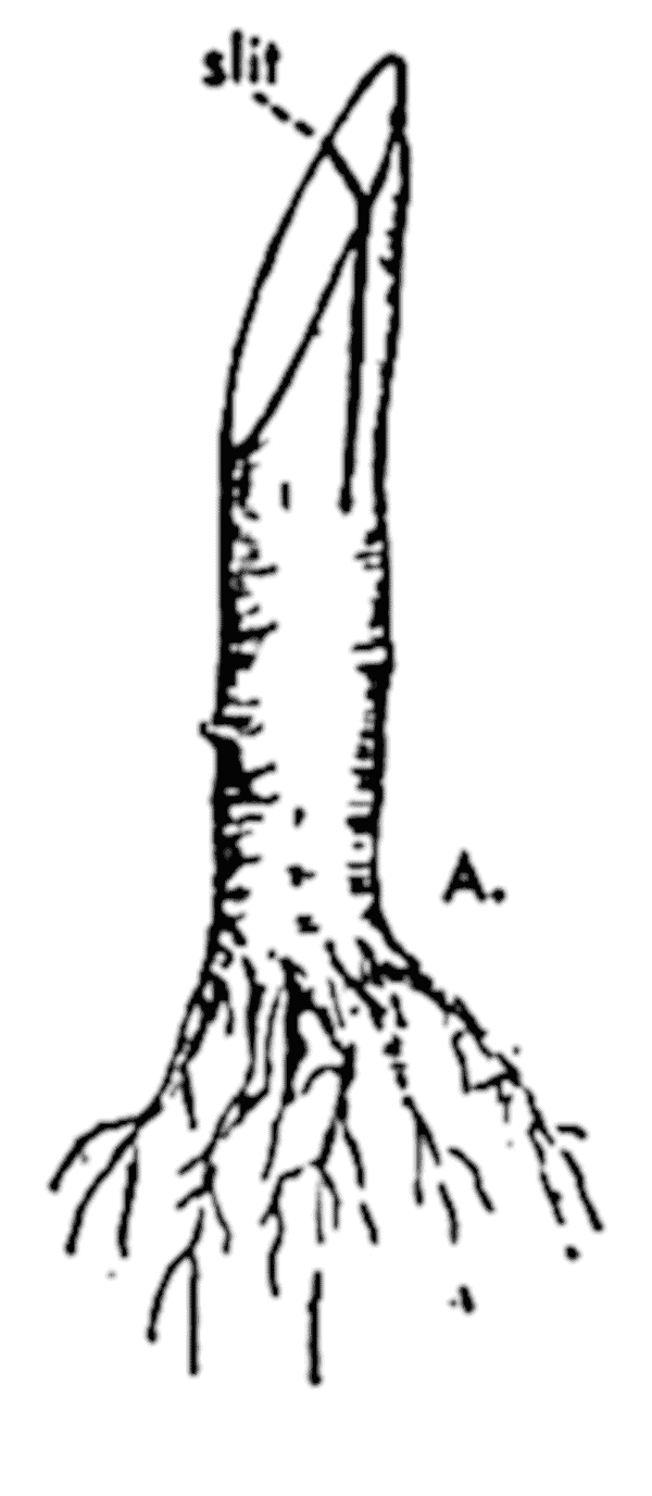 A Lesson On Simple Grafting Procedures