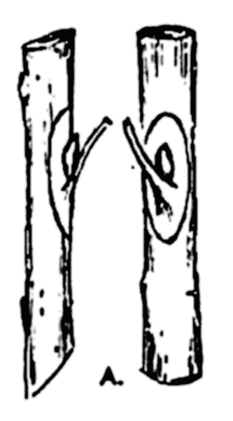 A Lesson On Simple Grafting Procedures