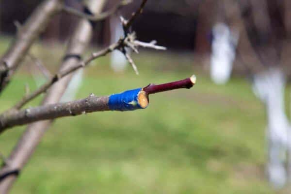 A Lesson On Simple Grafting Procedures