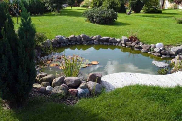 How To Plant A Lily Pool This Year