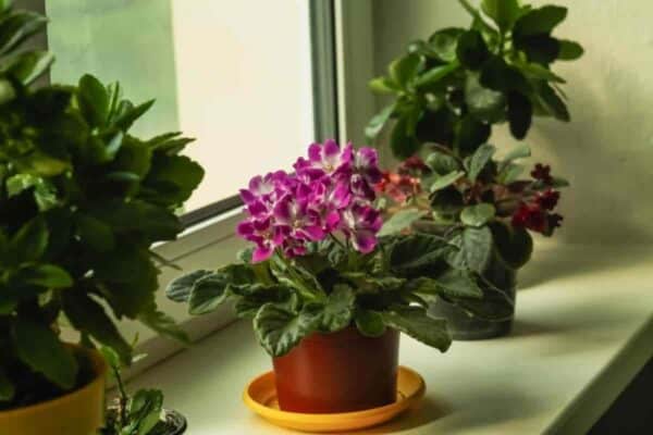 Spring Up Your Home With African Violets spring-up-your-home-with-african-violets