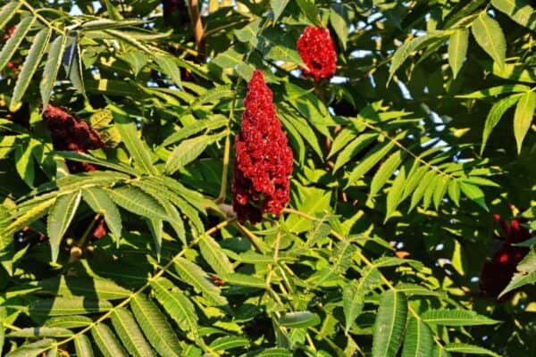 Poison Sumac