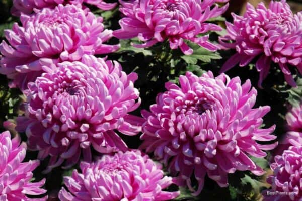 How Do You Grow Big Chysanthemums?