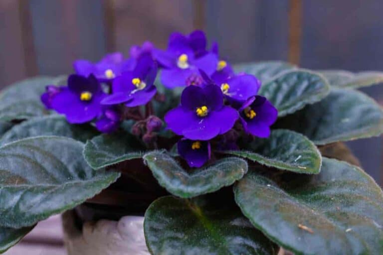 The Secrets To Growing Thriving African Violets