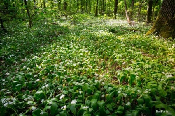 How About A Wild Garden?