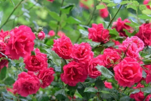 What Makes a Rose Hardy?