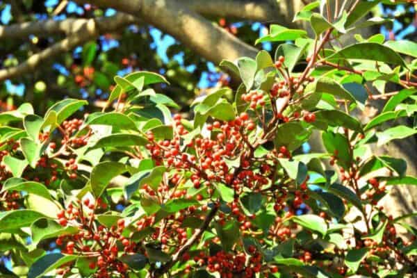 An Unusual Holly