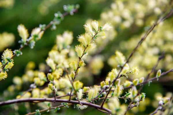 Willows Trees of Many Uses