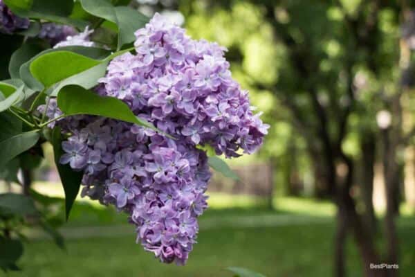 Lovely Fragrant Lilacs Deserve A Prominent Place In The Landscape