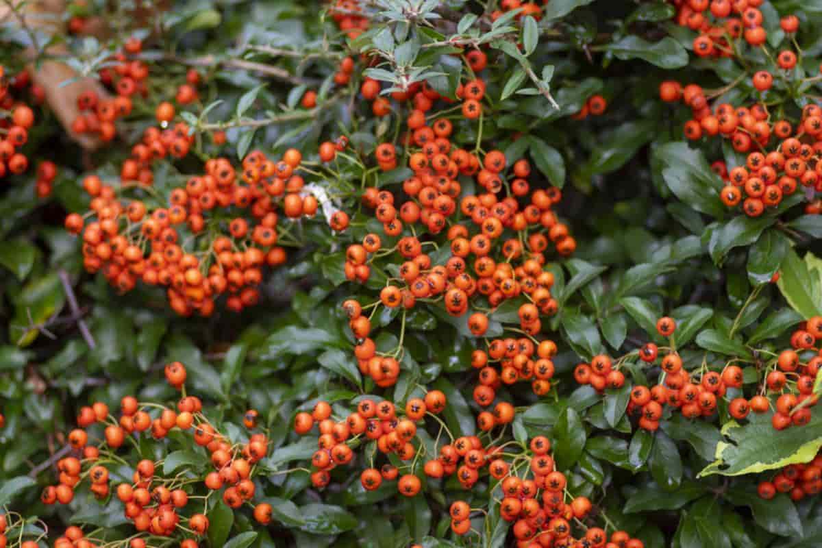 Broadleaf Evergreens For Where You Live