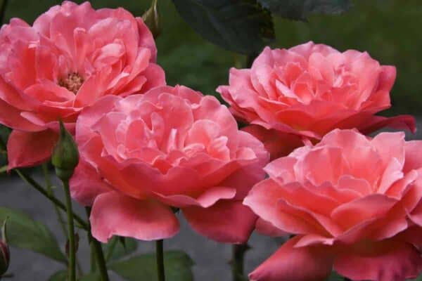 Southern Tea Roses: My 10 Month Bloomers