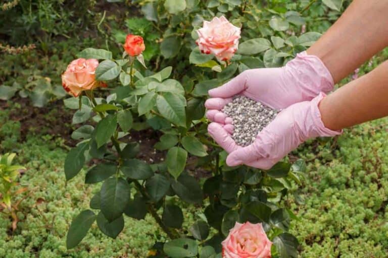Feeding Your Roses Right: A Guide to Proper Nutrition