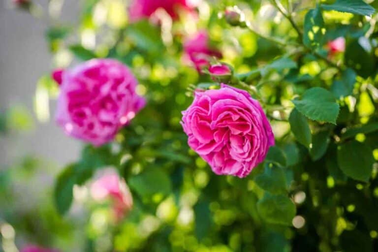 Roses 101: A Beginner's Guide to Growing and Enjoying Roses