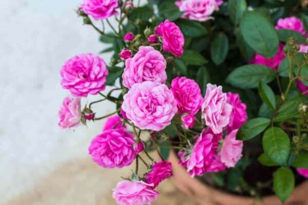 Miniature Marvels: The Art of Growing Mini Roses Outdoors