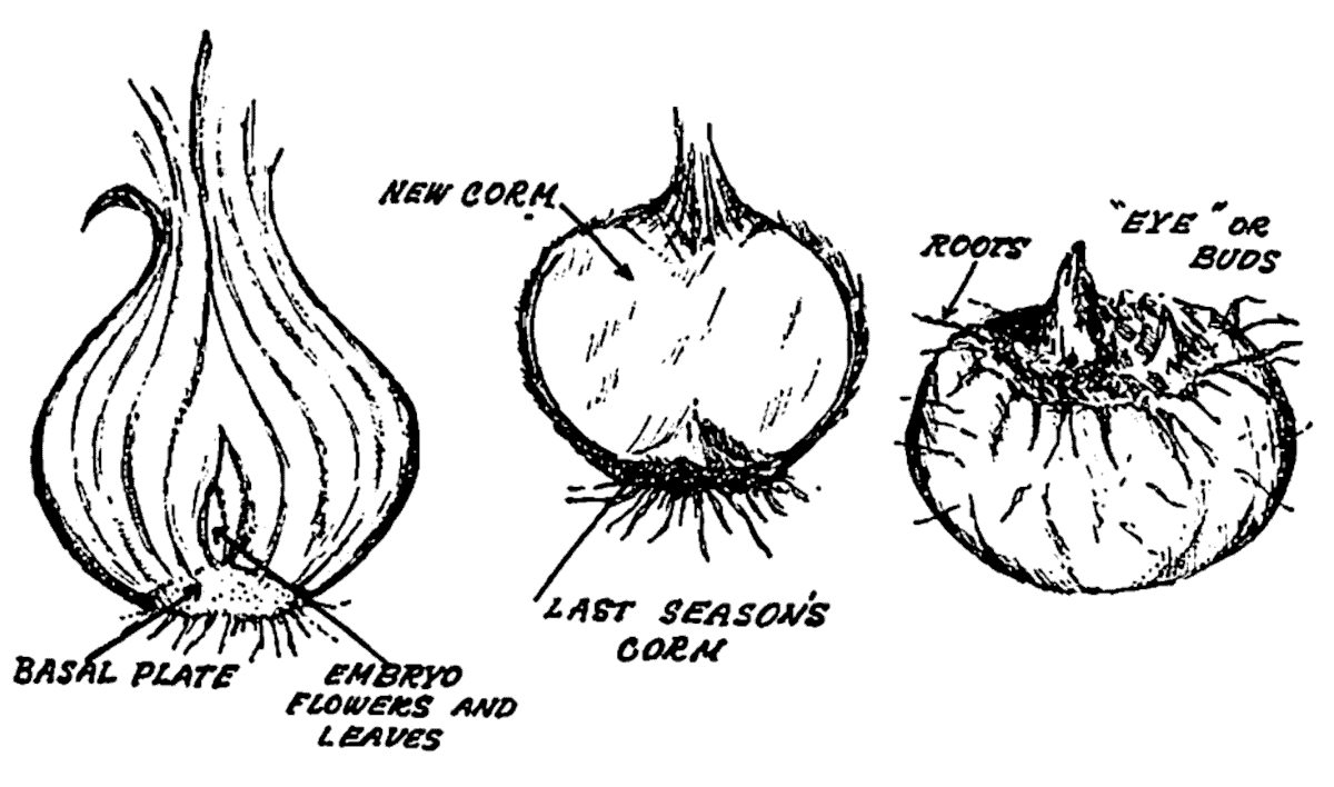 It Is Time For A Lesson About Bulbs