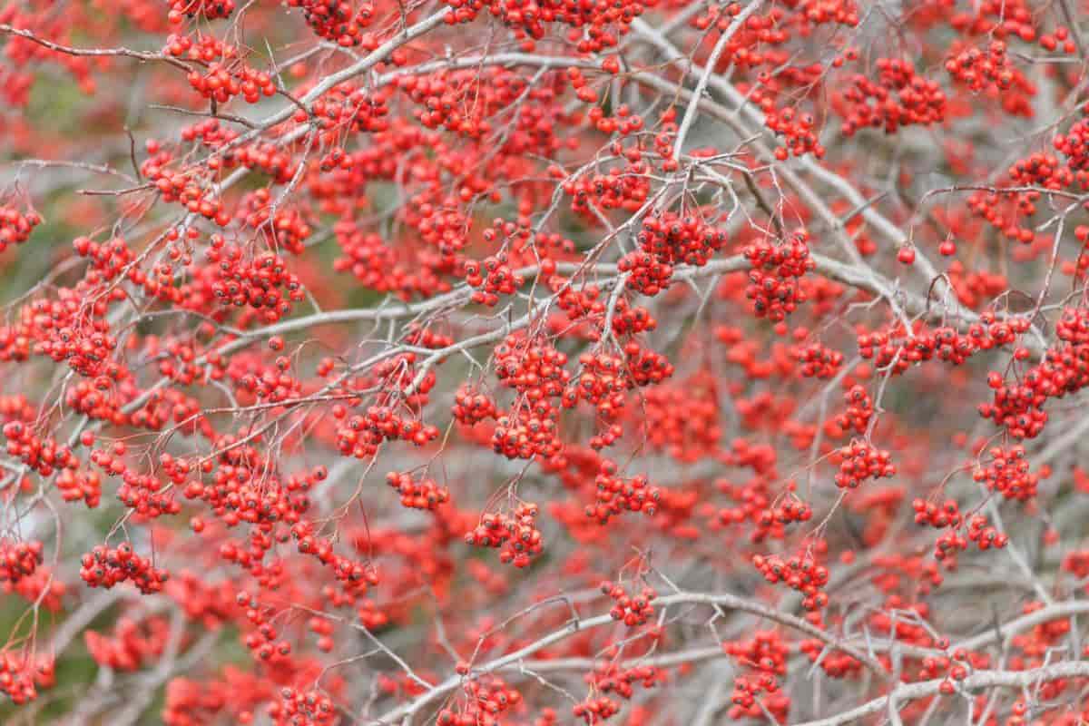 8 Hedge Plants For The North, South, East, West and More
