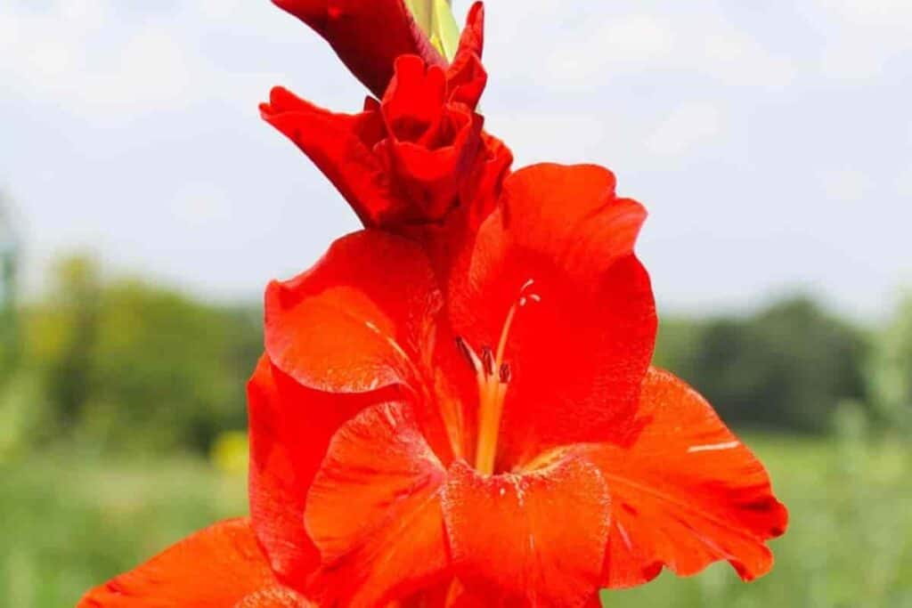 How to Grow Prize Glads