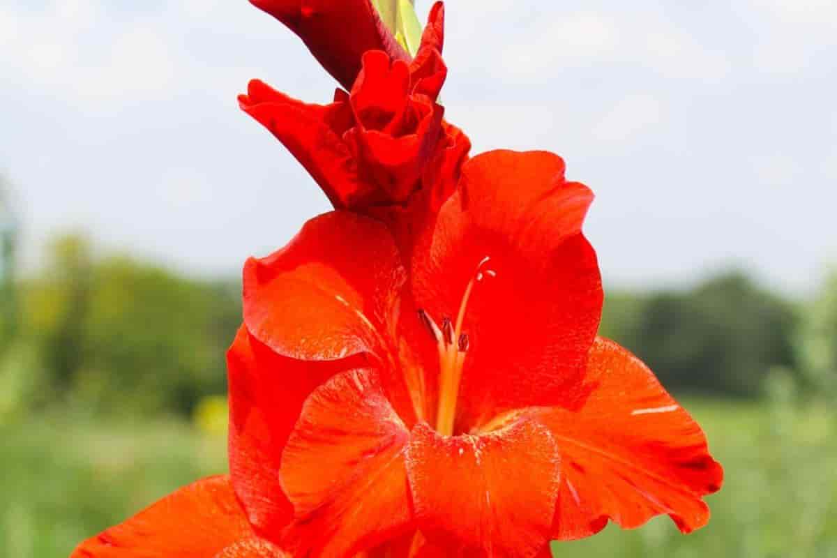 How to Grow Prize Glads