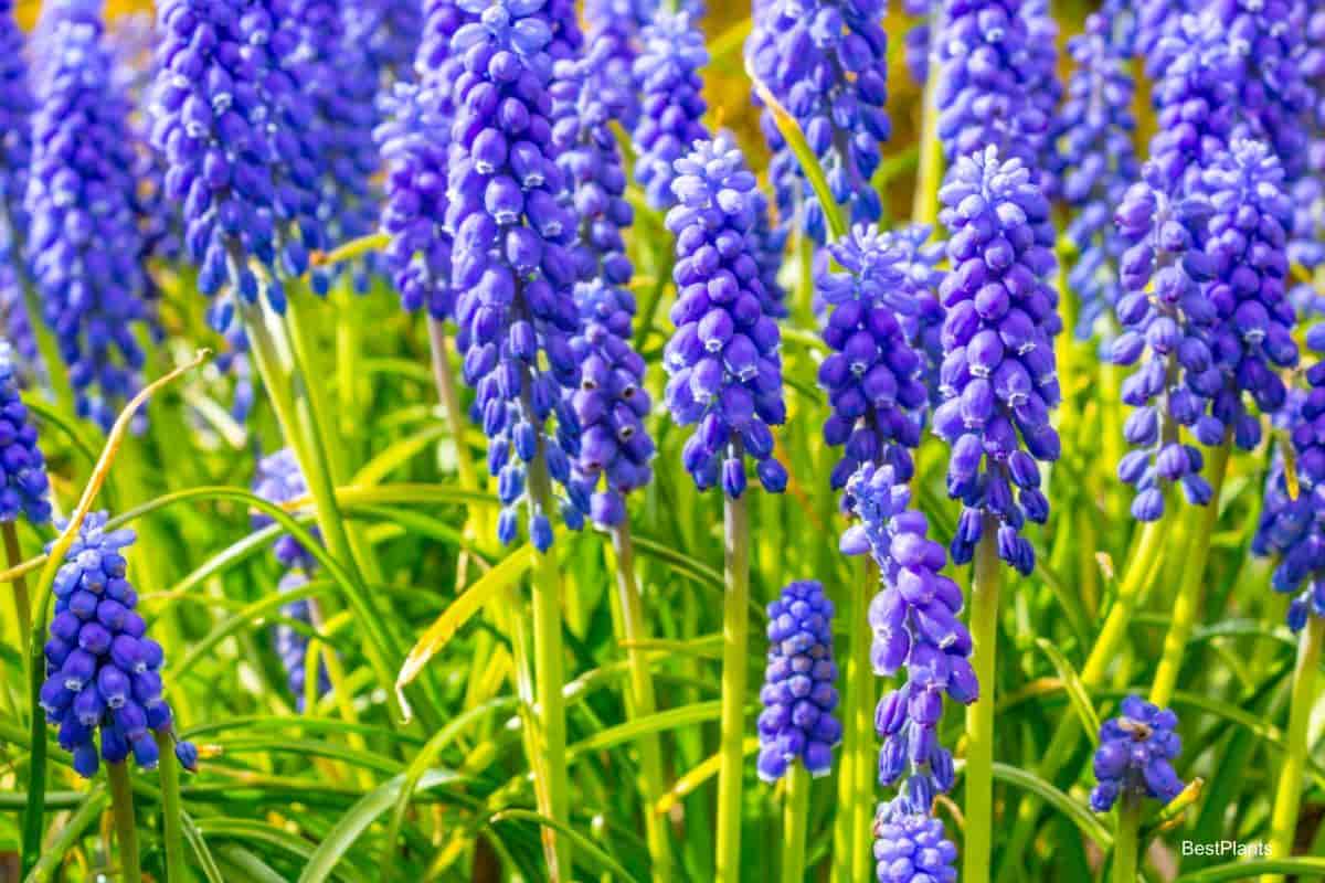 16 Spring Flowering Bulbs: What You Should Know About Them