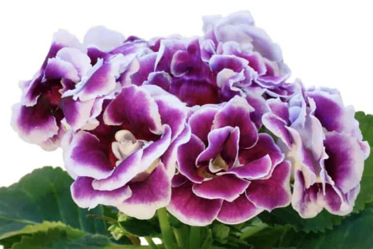 Growing The Colorful Gloxinia Plant