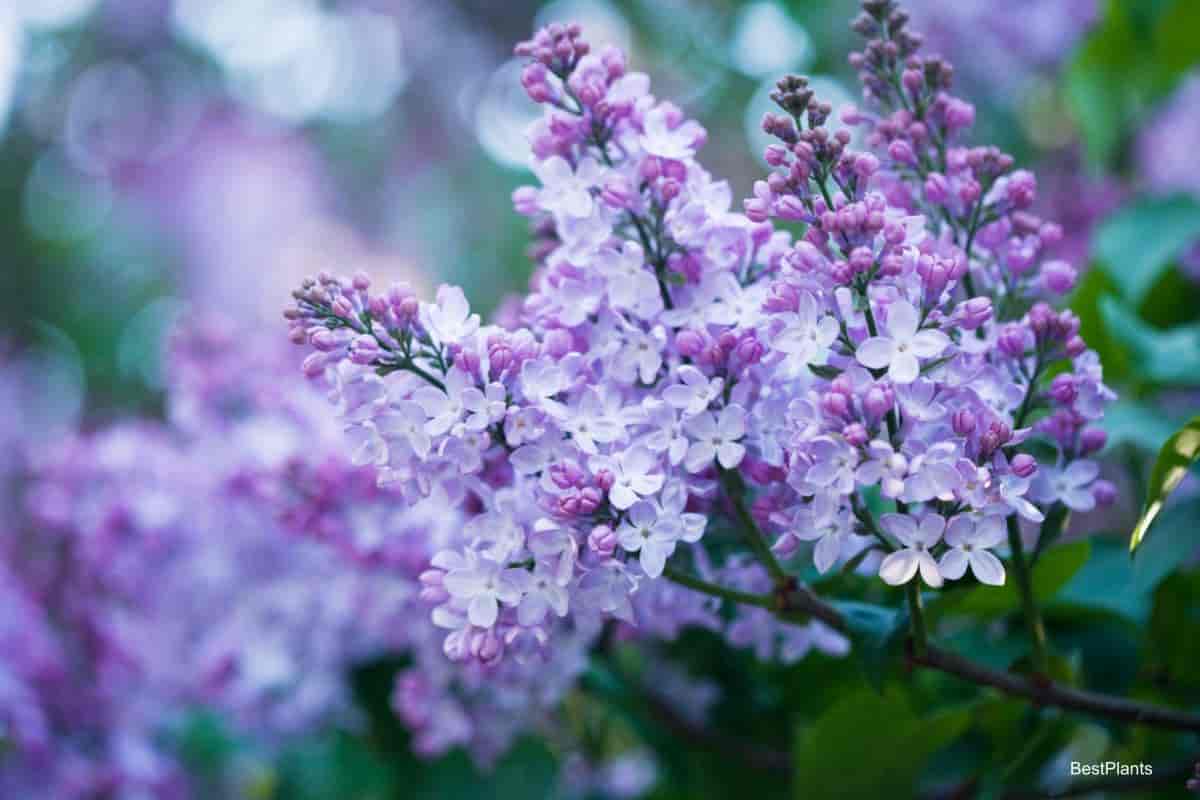 When To Plant Lilacs Autumn