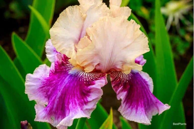 Use Bearded Iris Flowers To Paint A Spectacular Garden