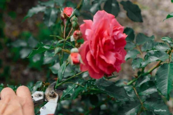 Growing Winning Roses: How To Tips Of A Prize Winning Rose Grower