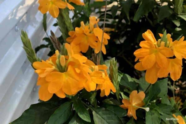 Growing Firecracker Flowers: How To Care For Crossandra