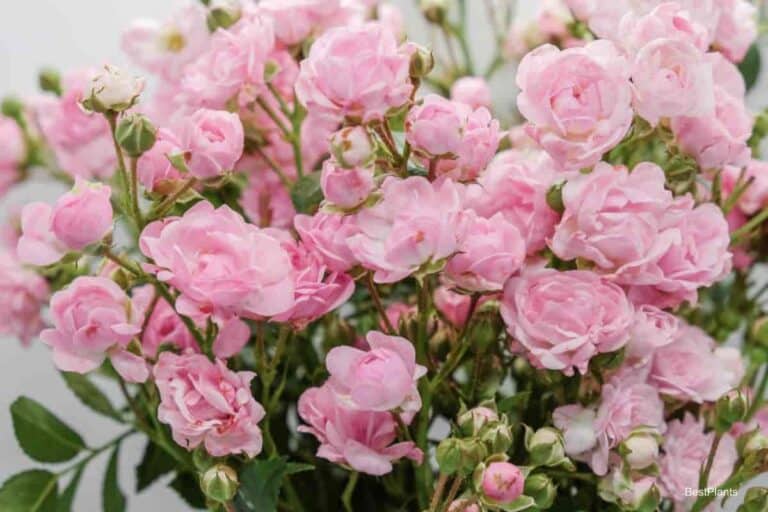 Growing Miniature Roses: How To Care For Miniature Roses Indoors