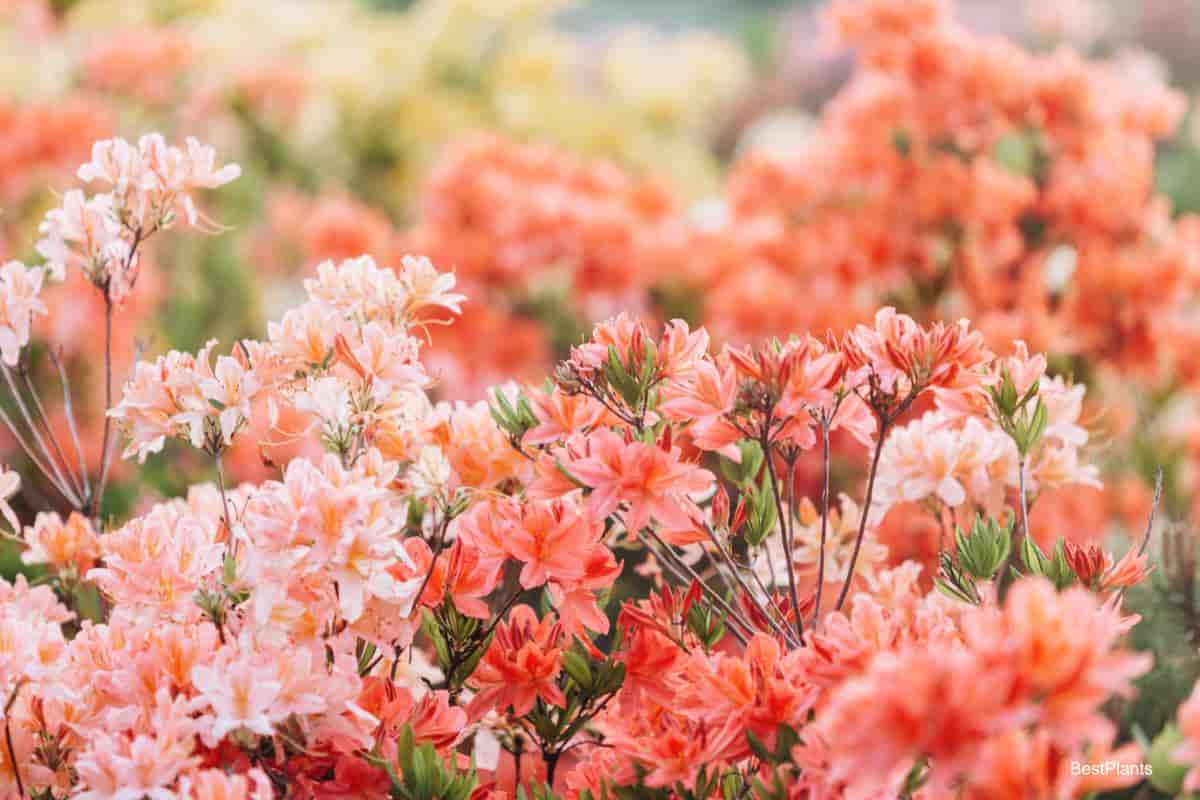 Azaleas for Beginners