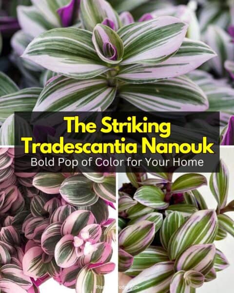 Tips On Tradescantia Nanouk Growing and Care