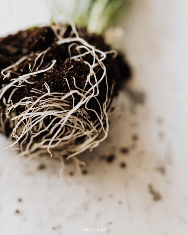8 Easy Ways to Prevent Transplant Shock So Your Plants Don’t Miss a Beat