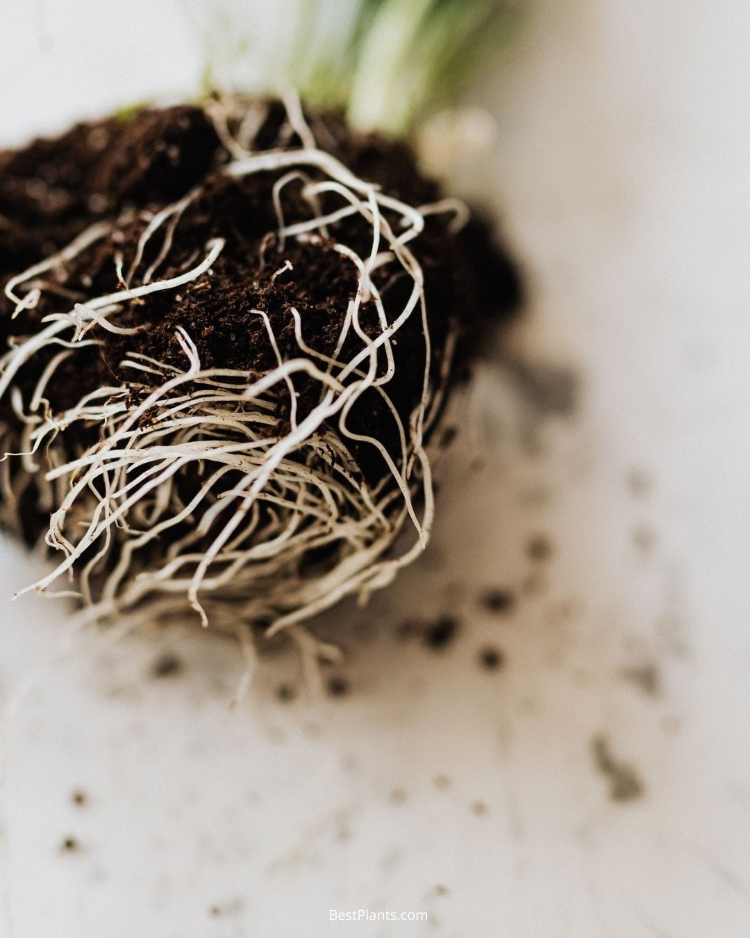 8 Easy Ways to Prevent Transplant Shock So Your Plants Don’t Miss a Beat