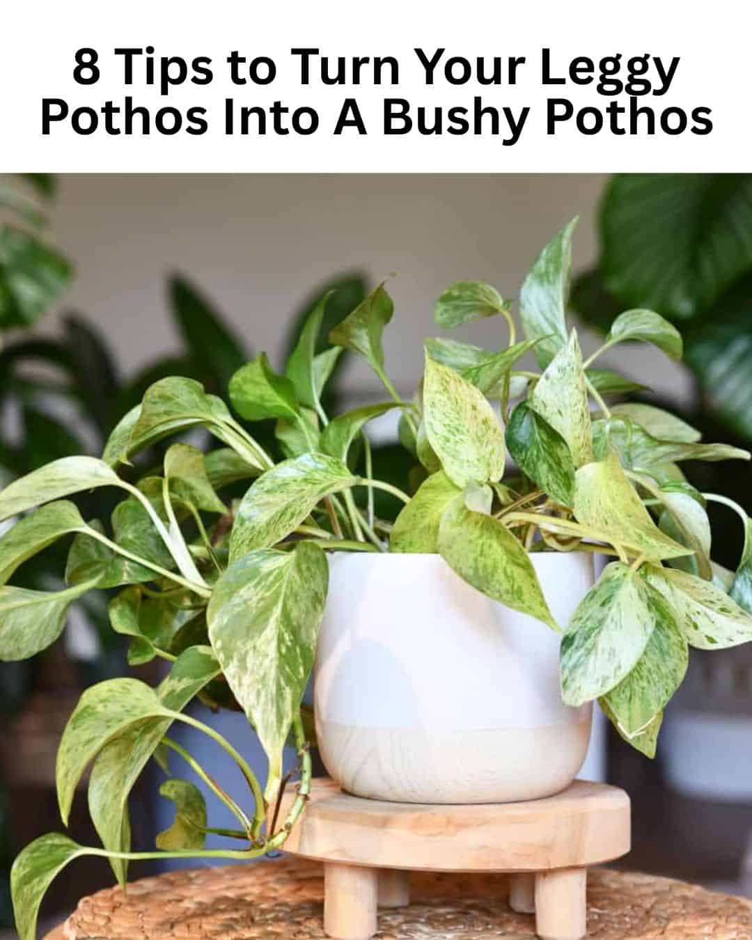 8 Tips to Turn Your Leggy Pothos Into A Bushy Pothos