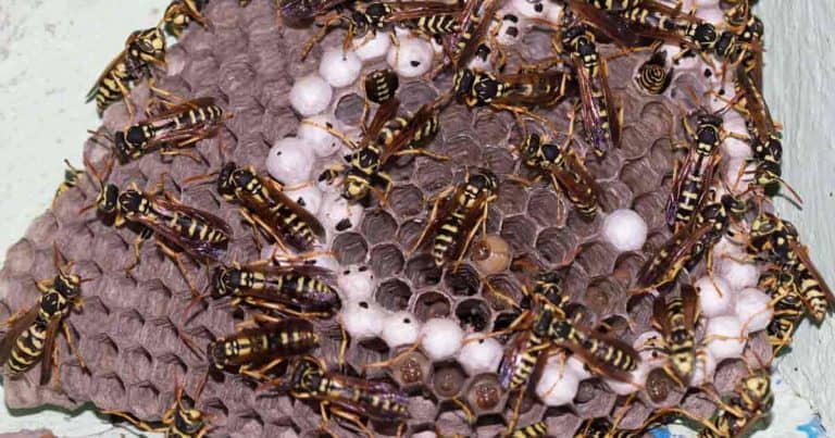 10 Natural Methods To Get Rid Of Wasps Or Help You Live With Them