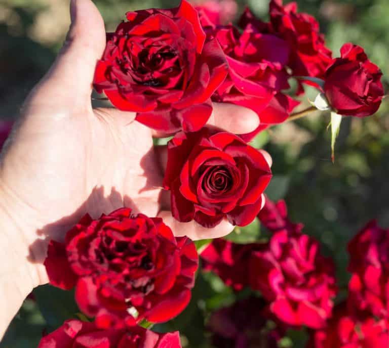 Growing Roses: How Do I Grow Roses