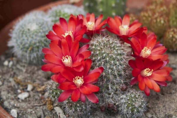 Growing Rebutia: How To Care For Rebutia Fiebrigii